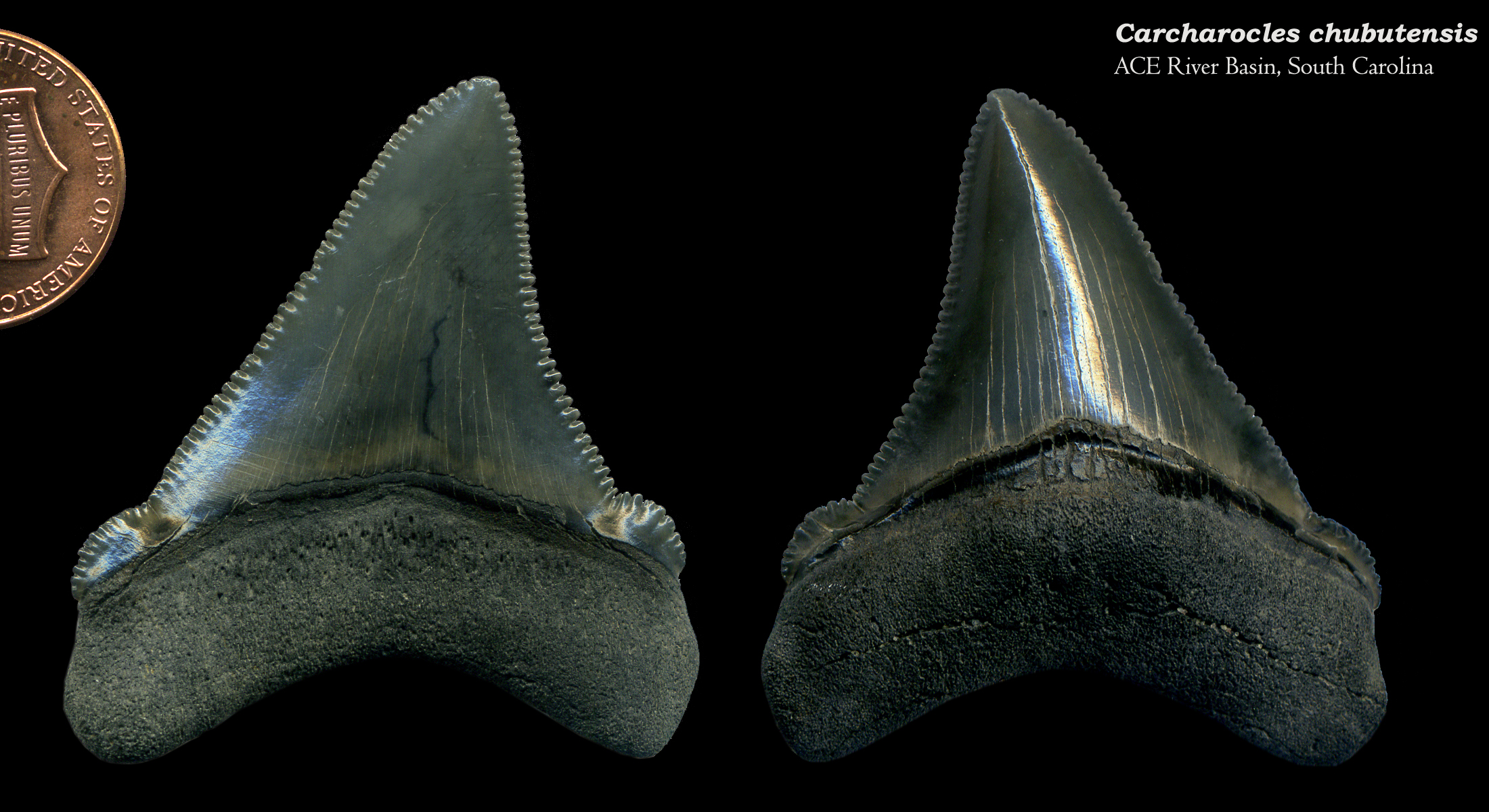 Chubutensis - Fossil ID - The Fossil Forum
