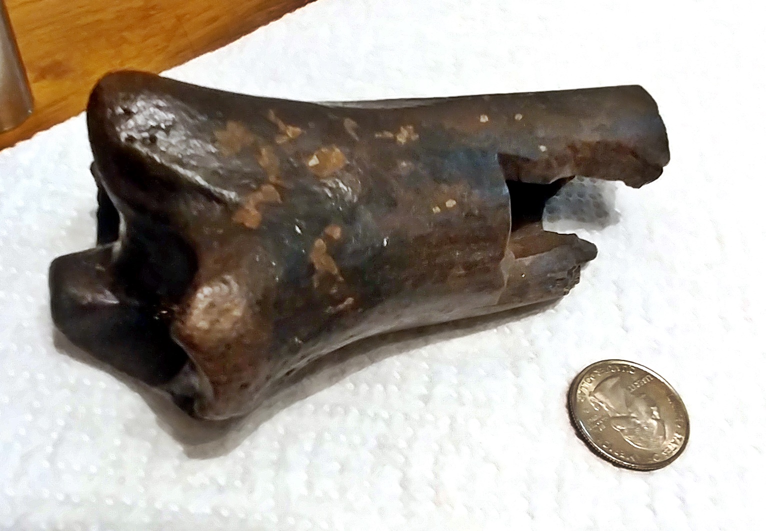 First bone - Fossil ID - The Fossil Forum