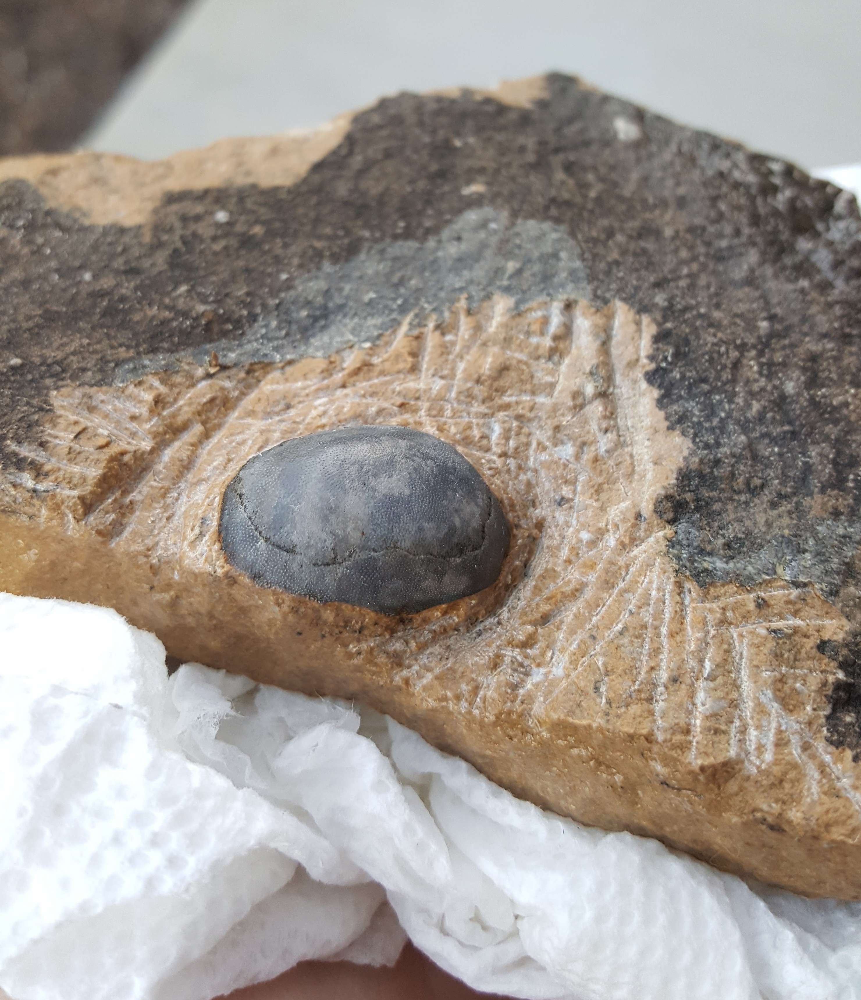 Prepped Sandalodus sp. Paleozoic Shark tooth - Fossil Preparation - The ...