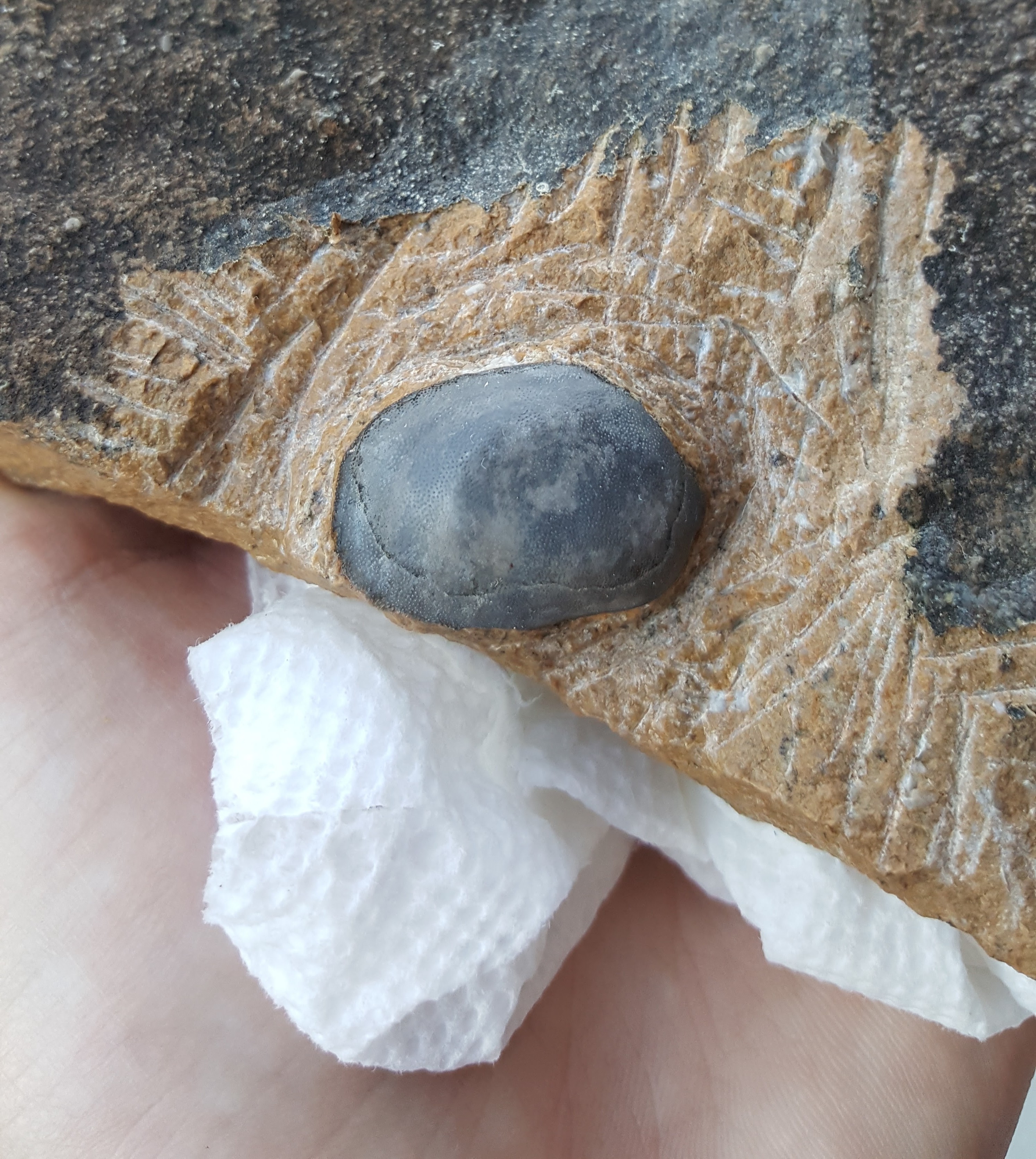 Prepped Sandalodus sp. Paleozoic Shark tooth - Fossil Preparation - The ...