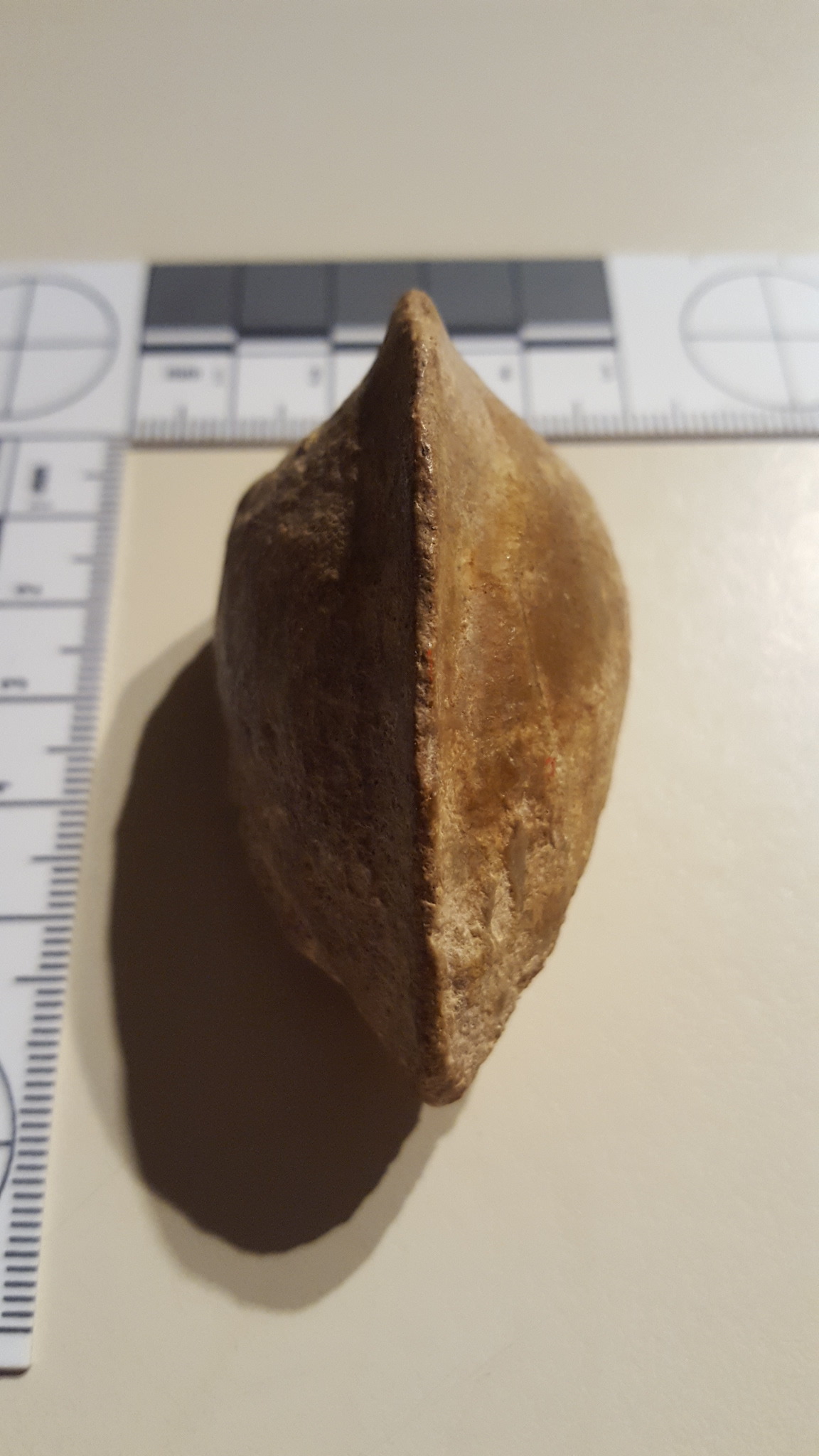 ID Help - Fossil ID - The Fossil Forum