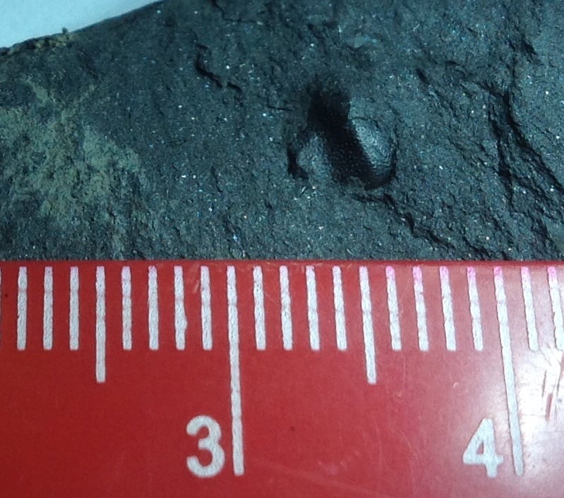 December 2016 Vertebrate Find Of The Month - Fossil of the Month - The ...