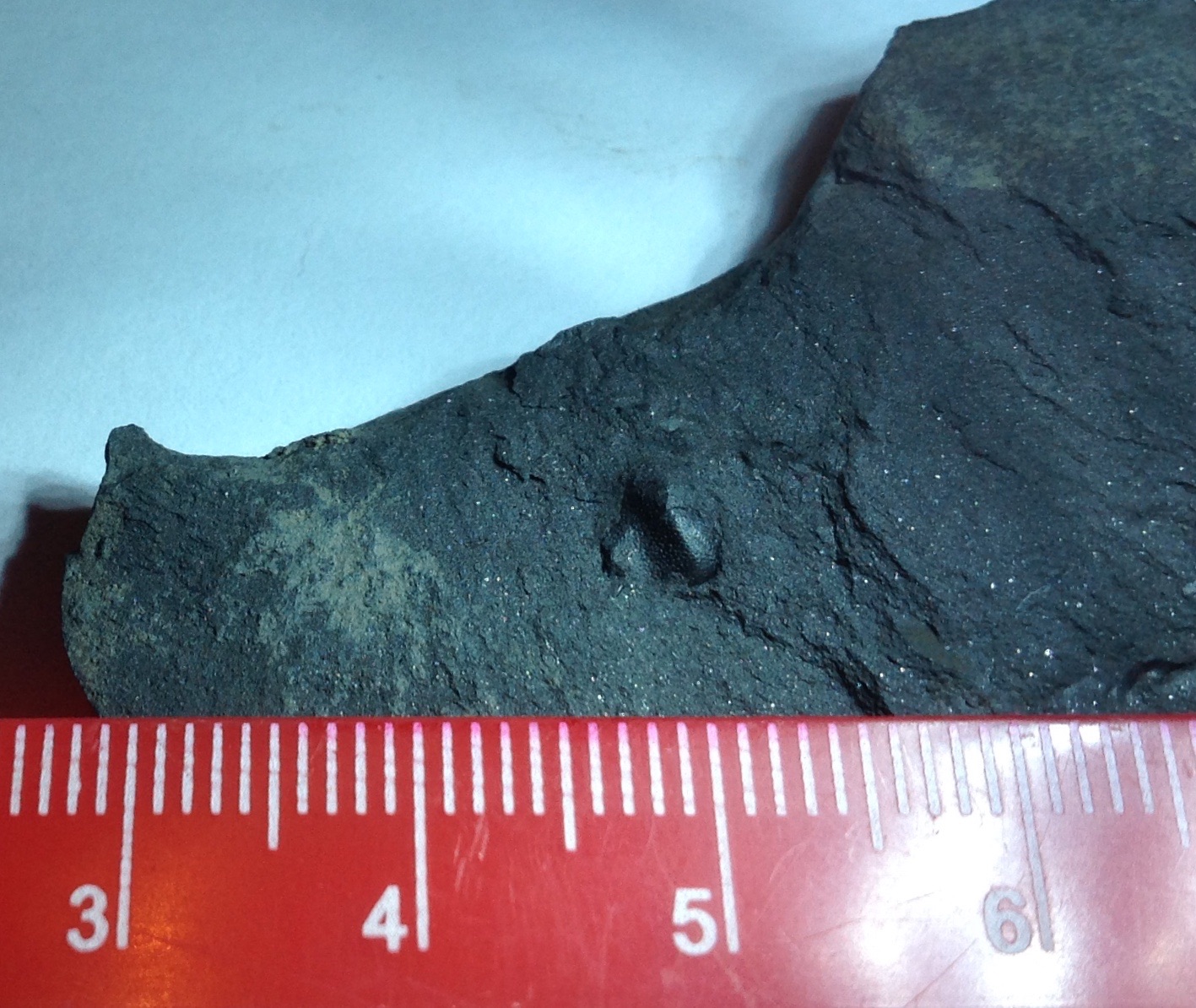 December 2016 Vertebrate Find Of The Month - Fossil of the Month - The ...