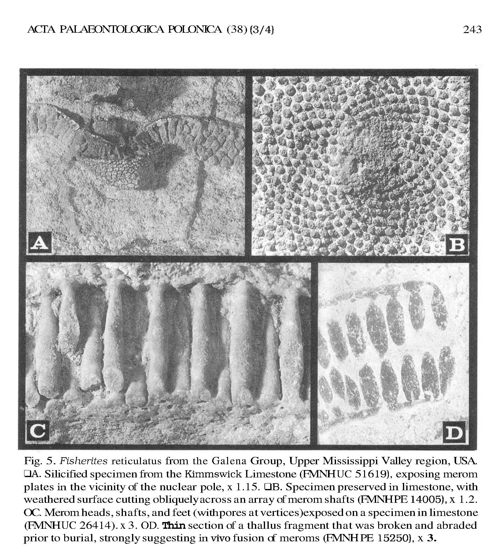 can anyone ID these? - Fossil ID - The Fossil Forum
