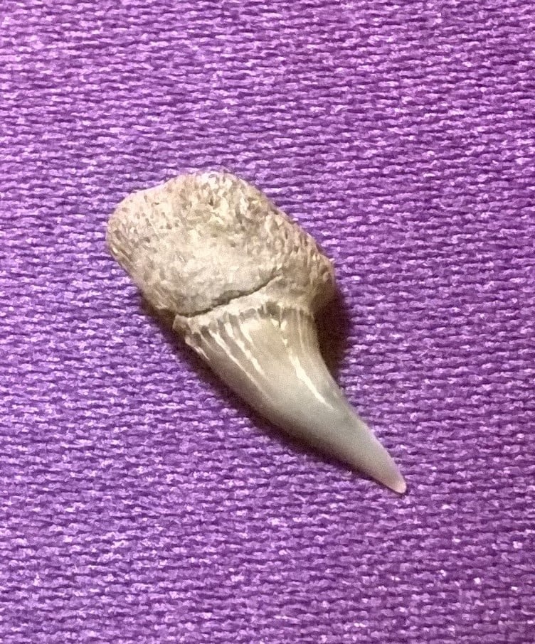 Lower symphyseal hemi? - Fossil ID - The Fossil Forum