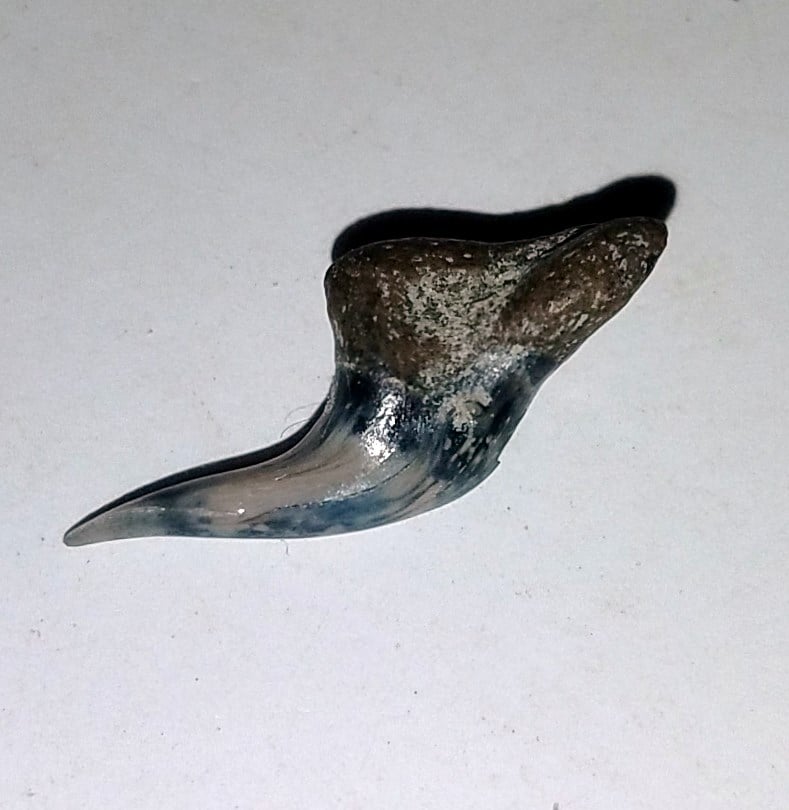 Lower symphyseal hemi? - Fossil ID - The Fossil Forum