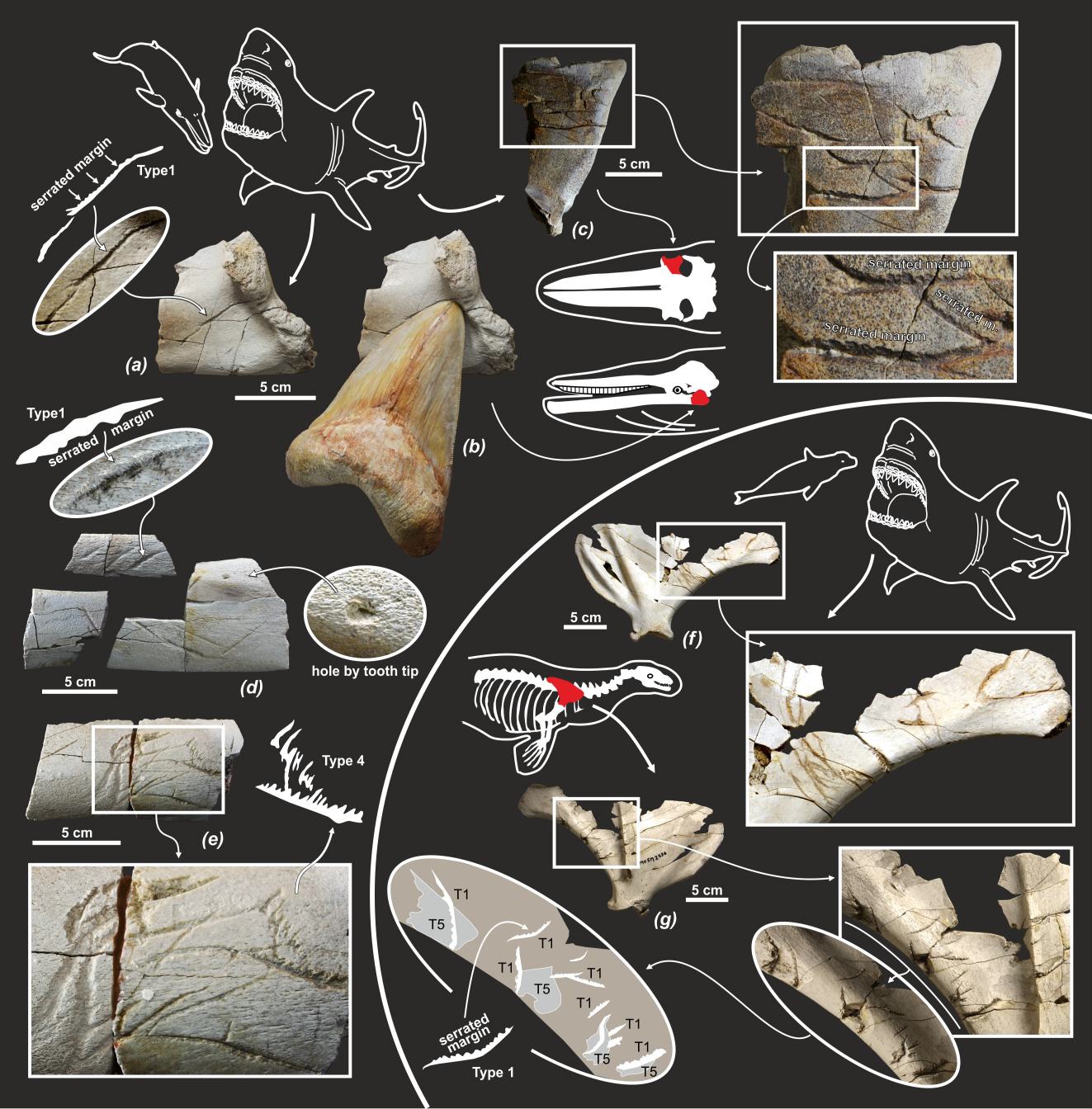 Dugong rib predation marks? - Questions & Answers - The Fossil Forum