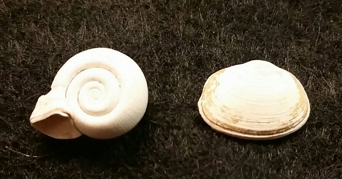 Fossil snail pleistocene - Fossil ID - The Fossil Forum