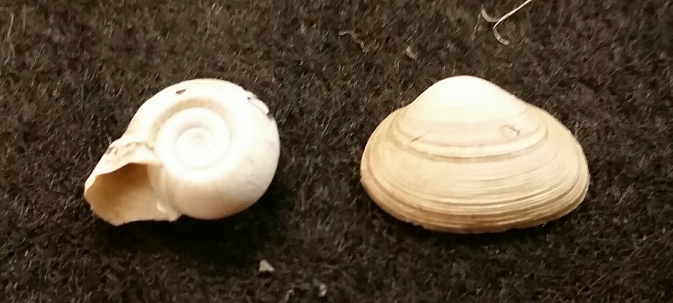 Fossil snail pleistocene - Fossil ID - The Fossil Forum