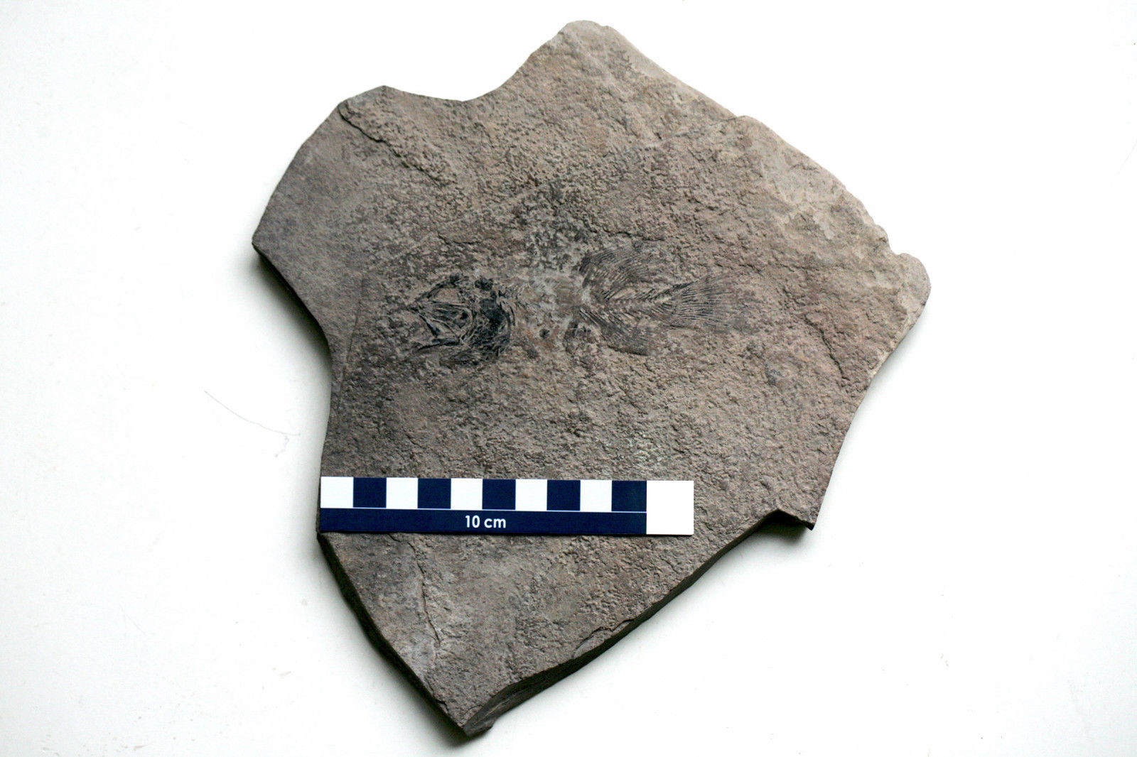 Gymnoichthys inopinatus Tintori et al., 2010 - Member Collections - The ...