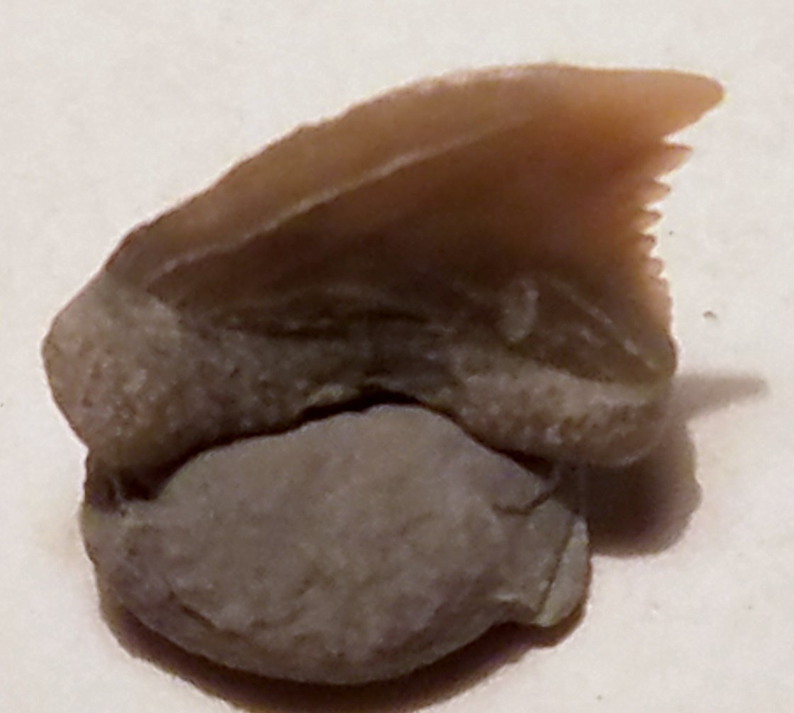 snaggletooth shark - Sharks & Rays - The Fossil Forum