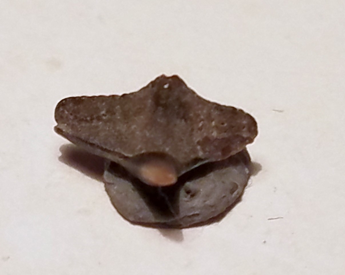 Angel Shark - Sharks & Rays - The Fossil Forum