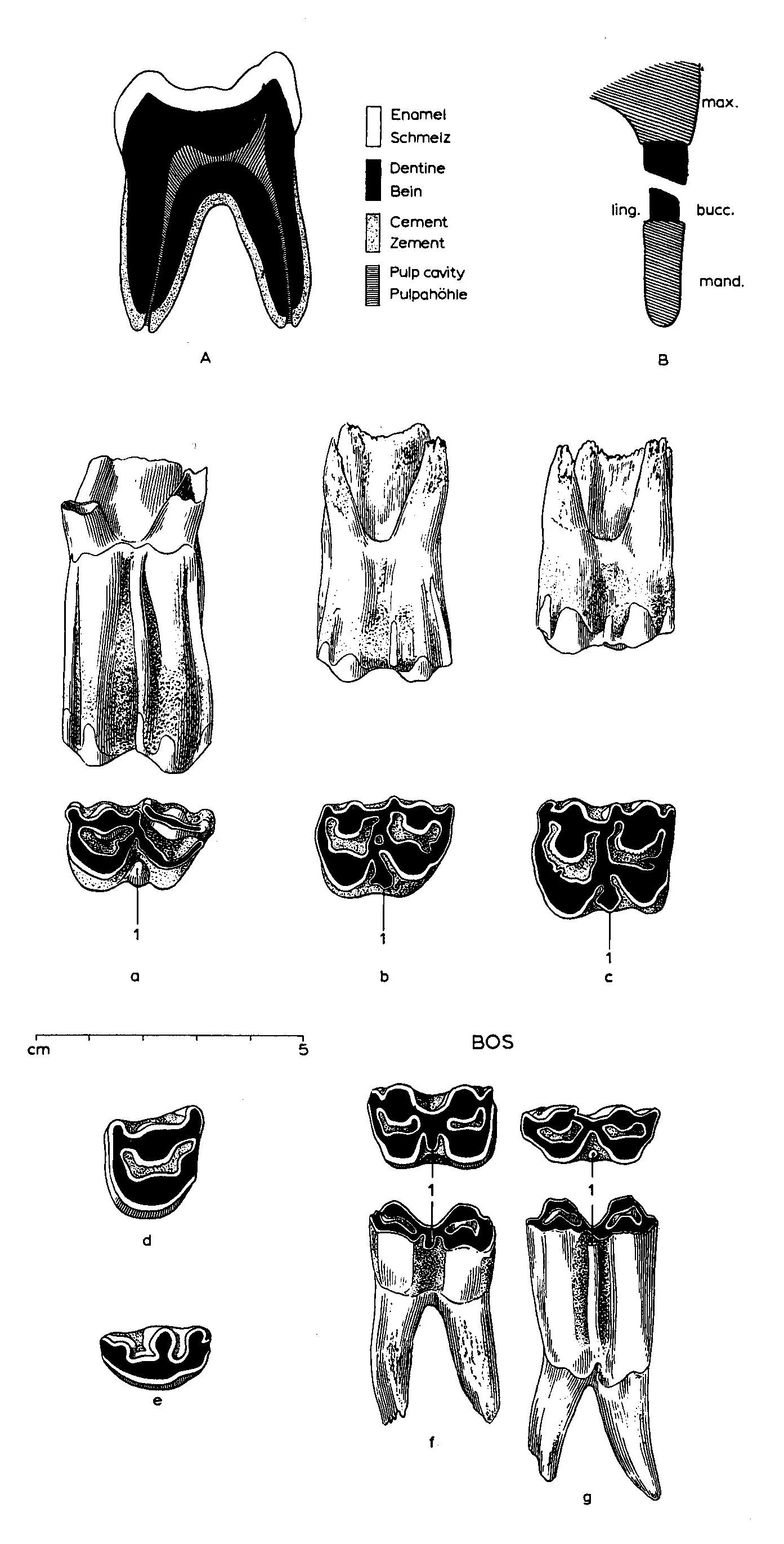 Possible bison? - Fossil ID - The Fossil Forum