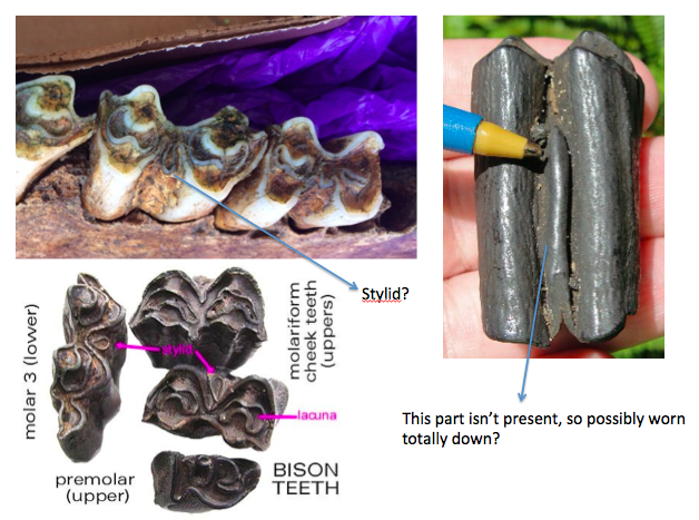 Possible bison? - Fossil ID - The Fossil Forum