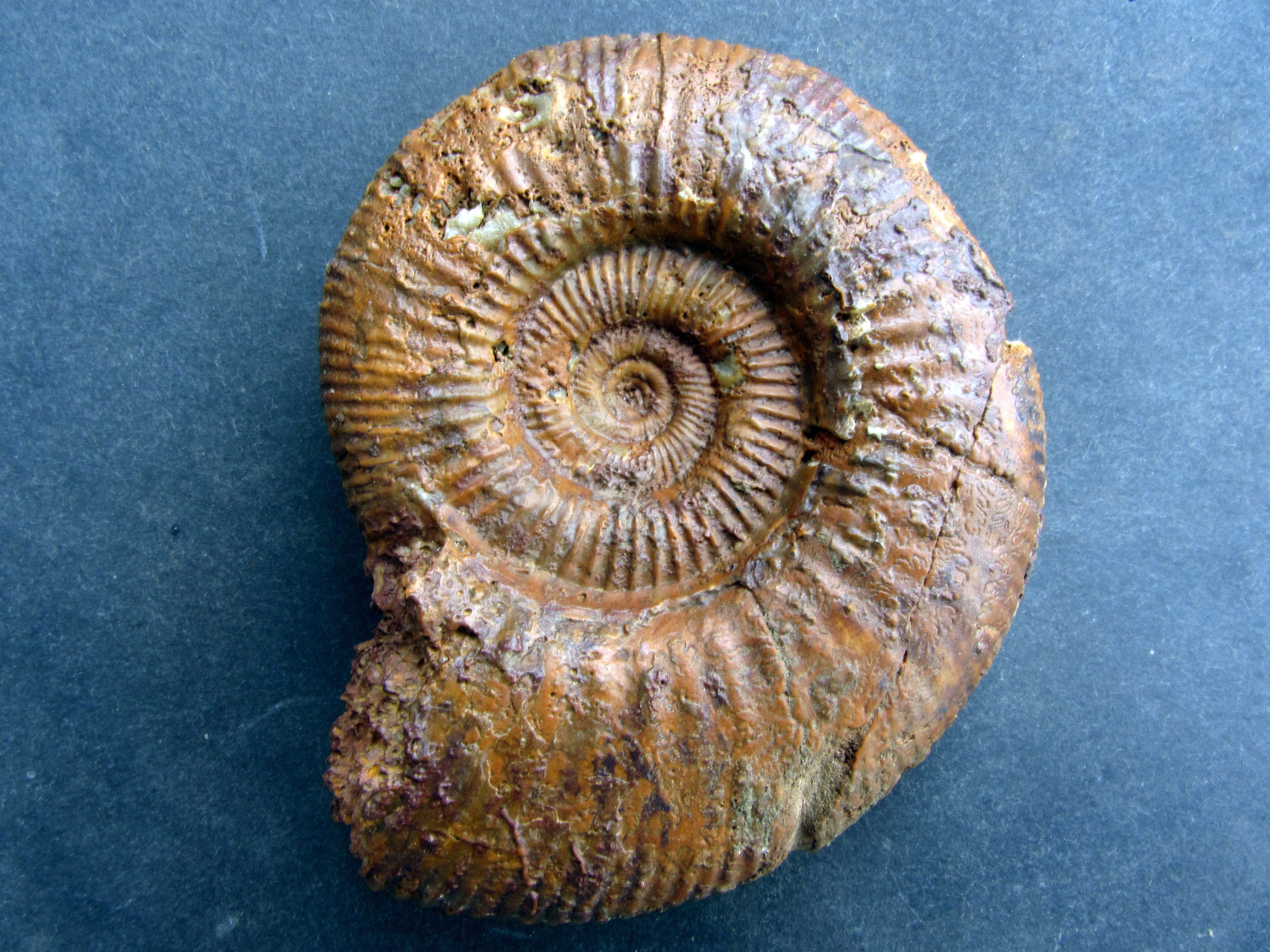 Homeoplanulites (Parachoffatia) funatus (Oppel 1857) - Ammonoids - The ...