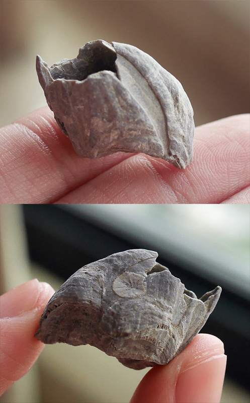 The SG Fossil Cache - Crustaceans - Member Collections - The Fossil Forum