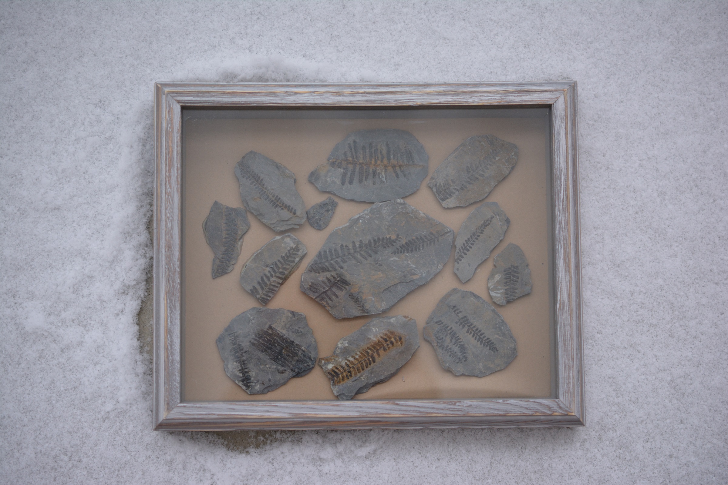 A winter hunt - Fossil Hunting Trips - The Fossil Forum