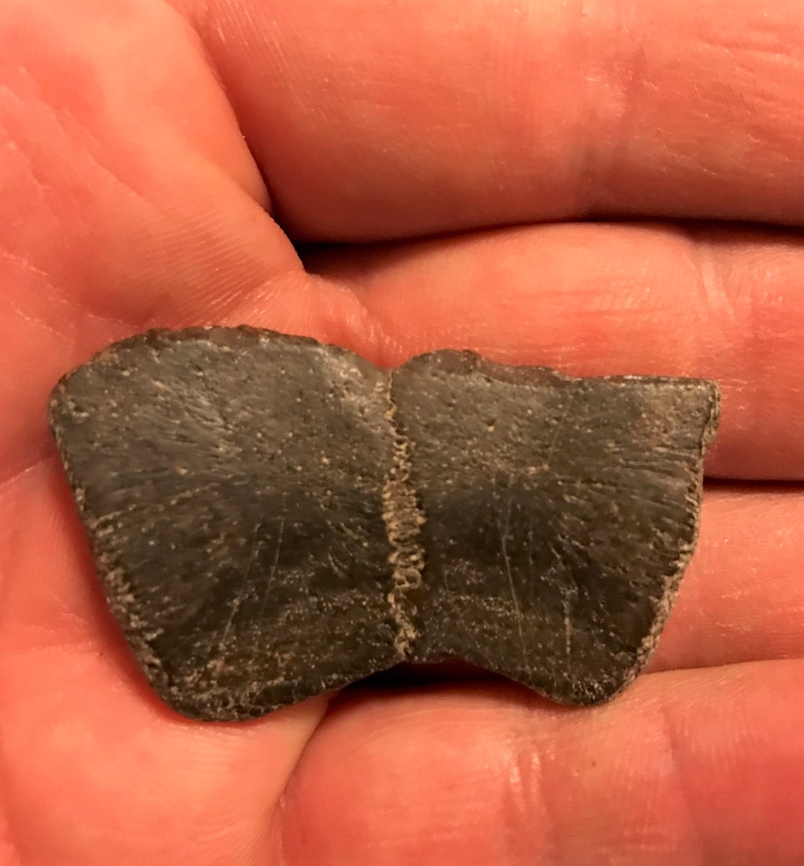 NSR 1/29/17 - Fossil Hunting Trips - The Fossil Forum