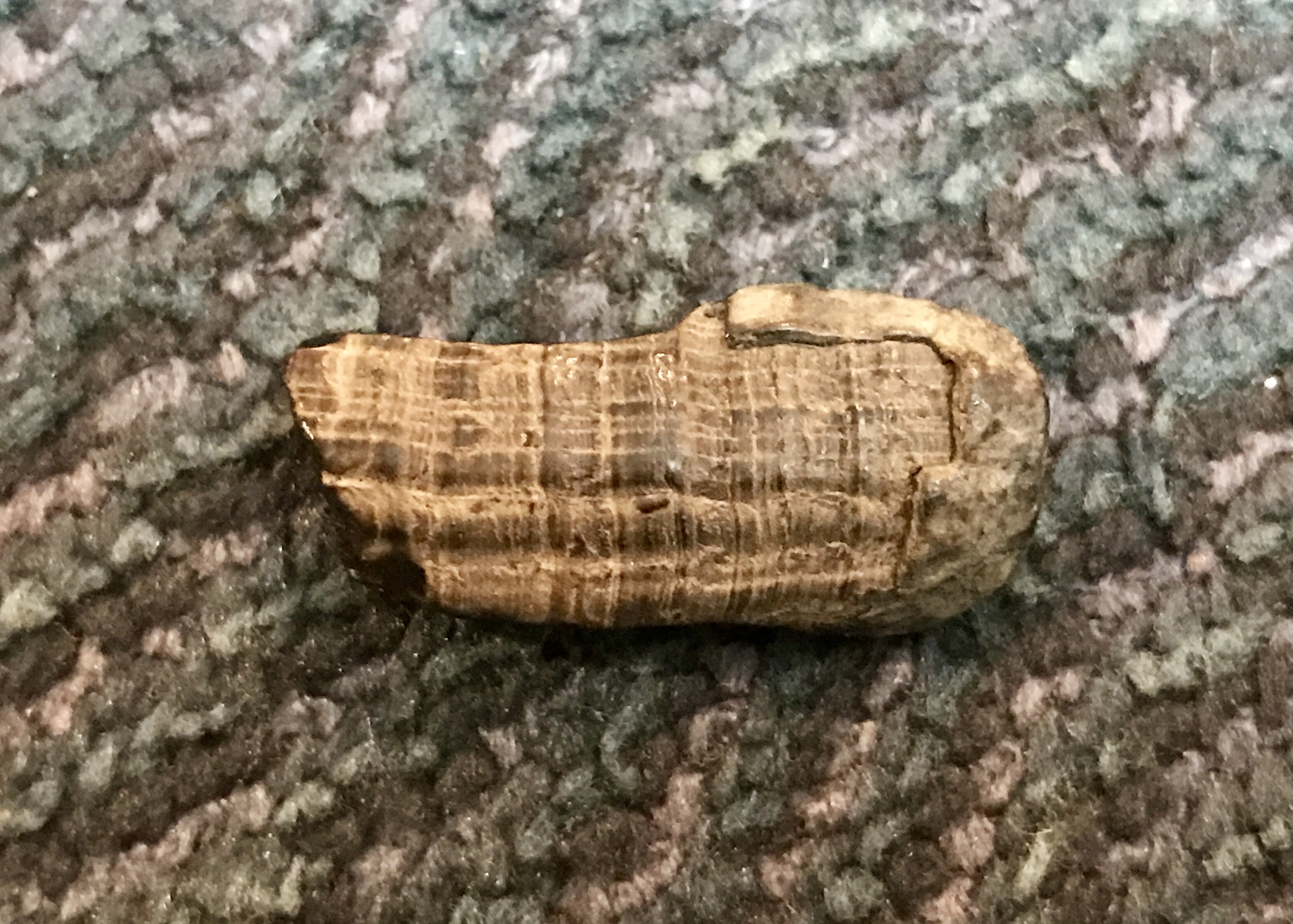 Mystery item - Fossil ID - The Fossil Forum