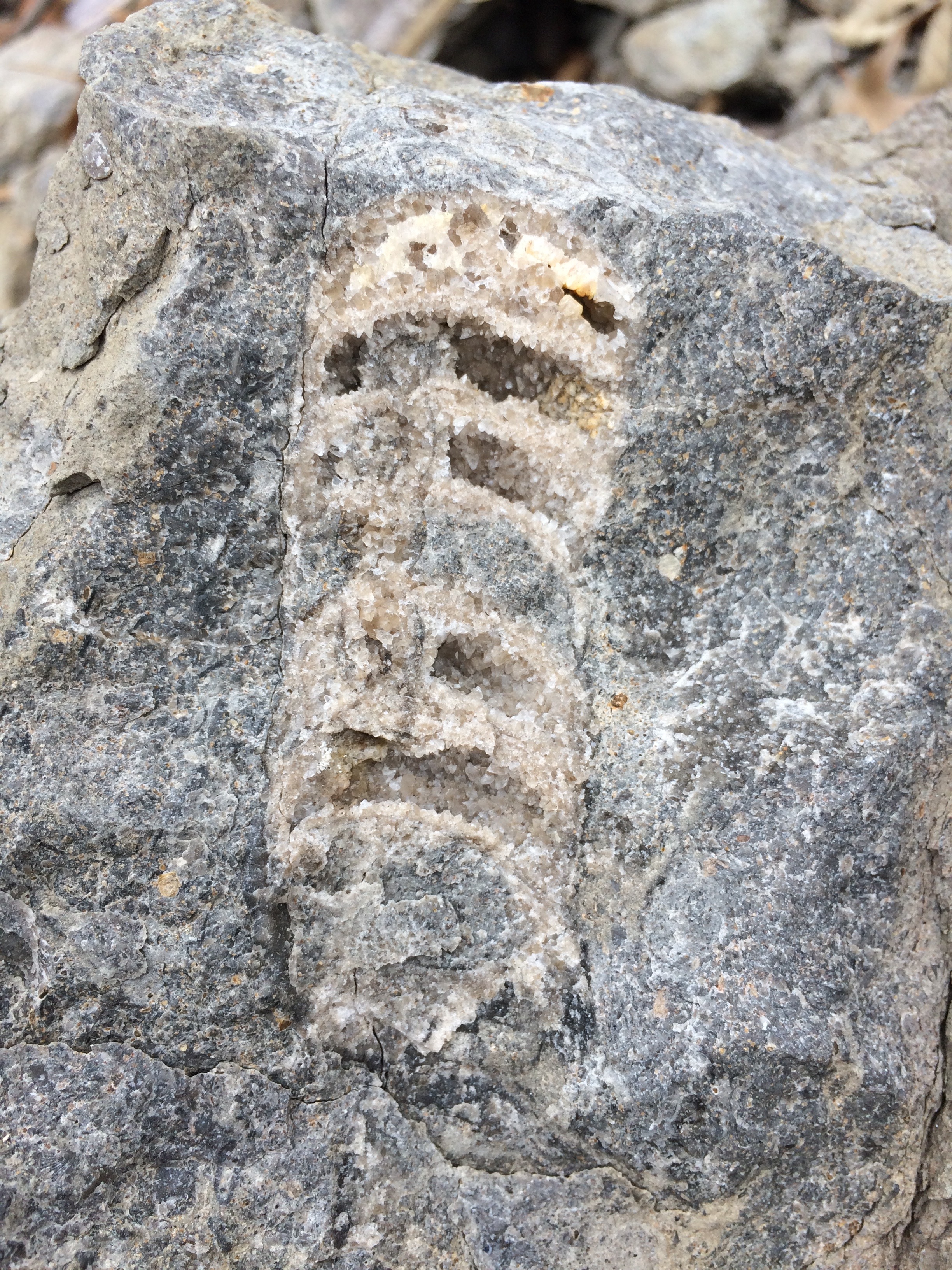 Found in Nashville Tennessee - Fossil ID - The Fossil Forum
