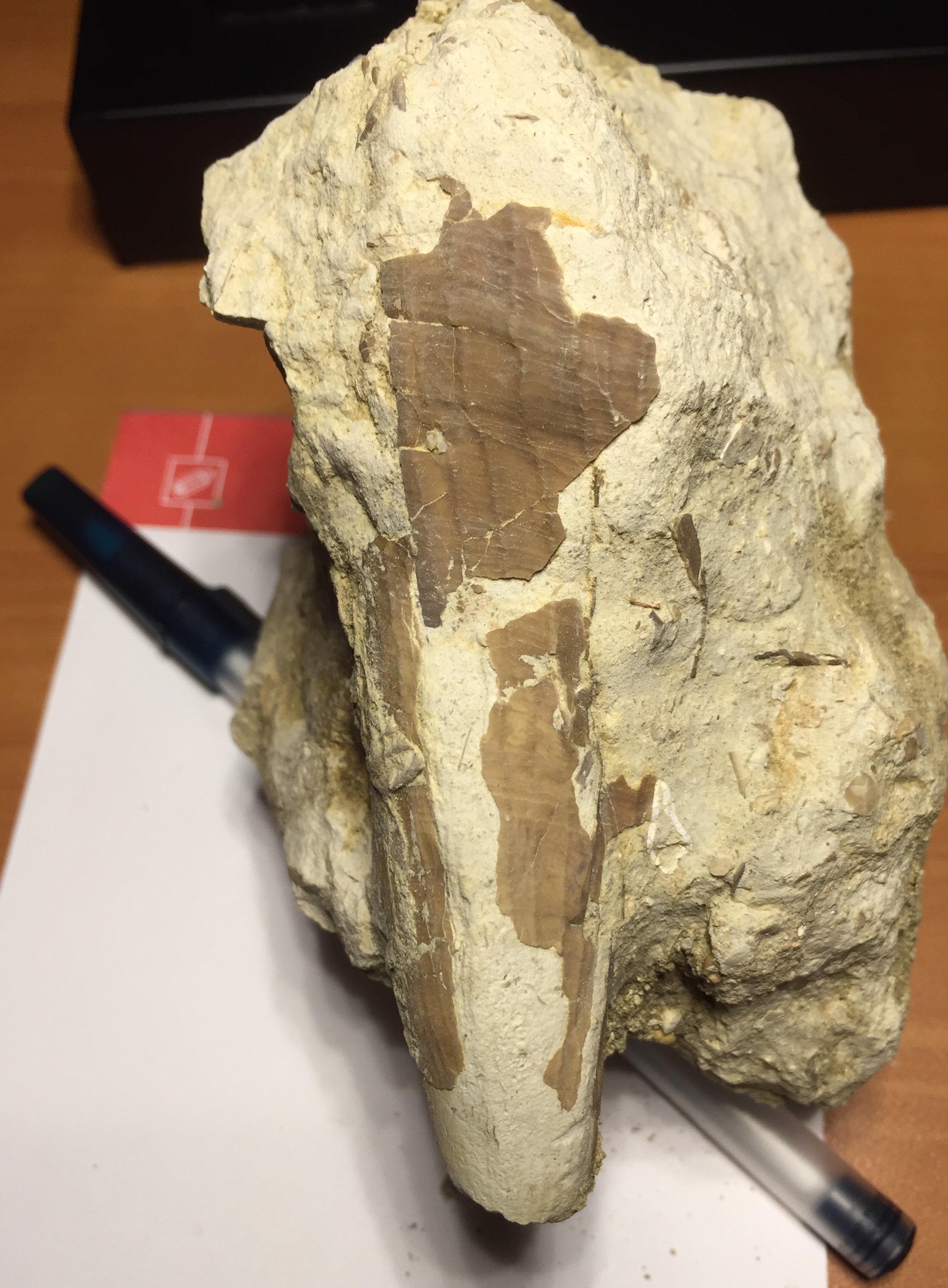 Inspiration Point find - Fossil ID - The Fossil Forum