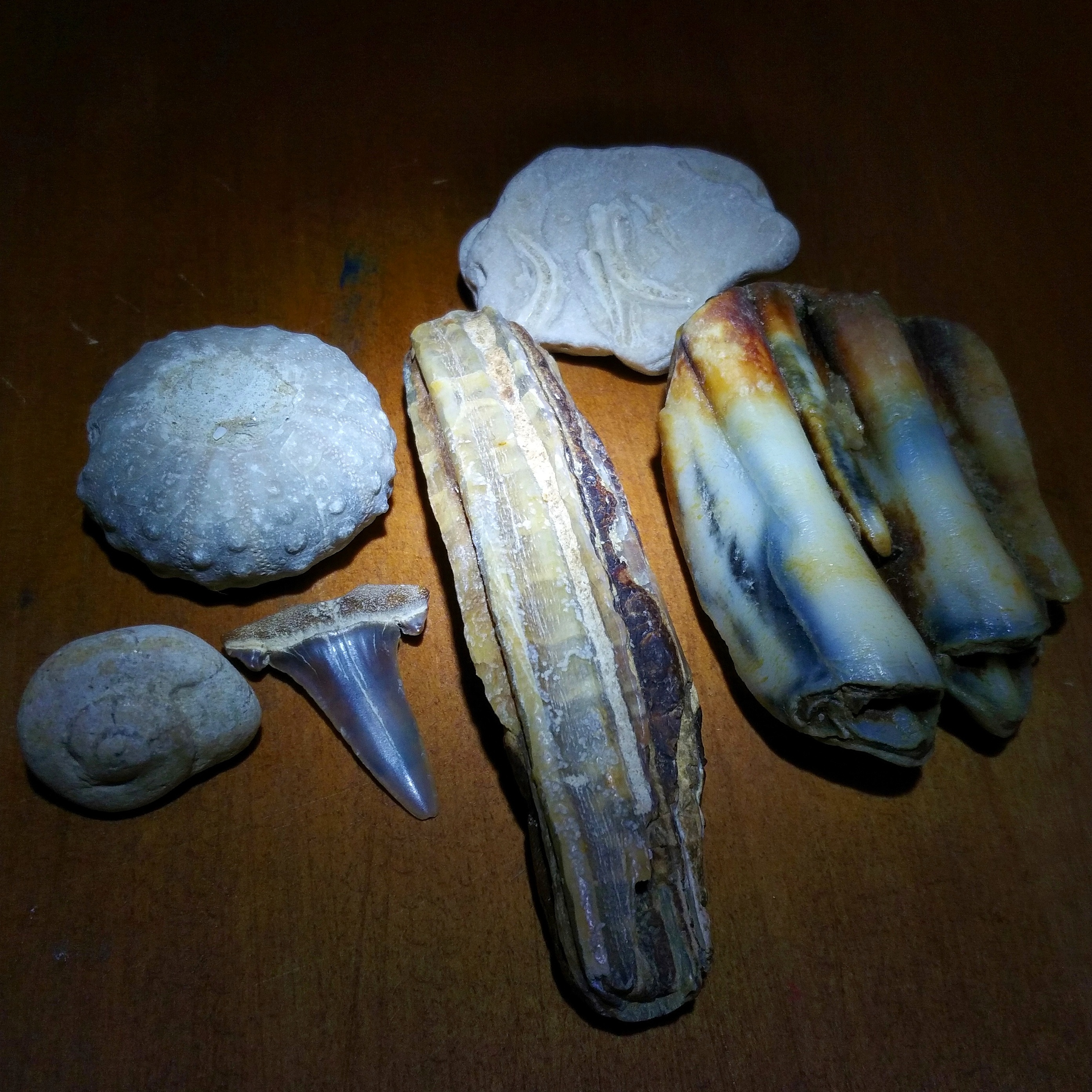 teeth, snails, etc - Fossil ID - The Fossil Forum