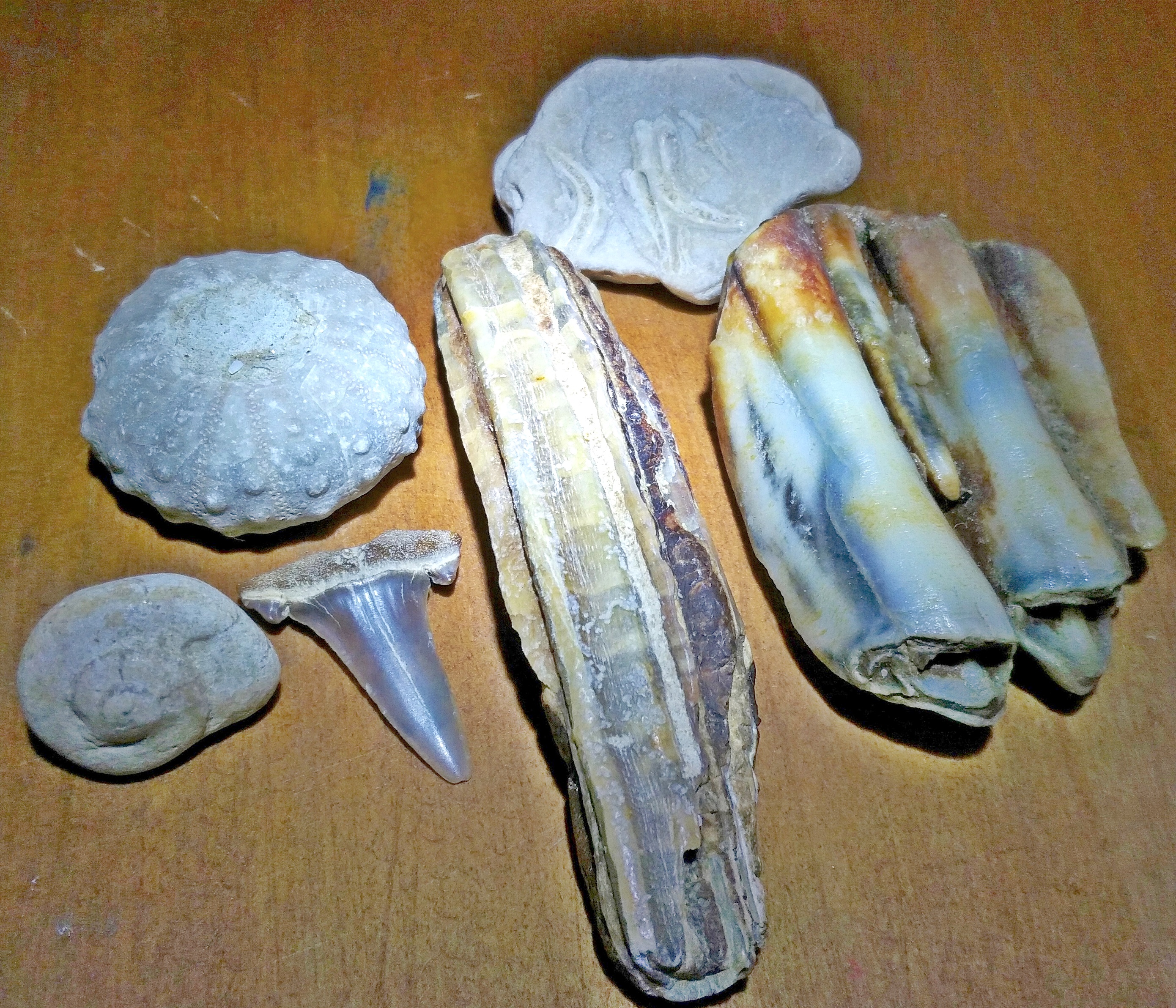 teeth, snails, etc - Fossil ID - The Fossil Forum