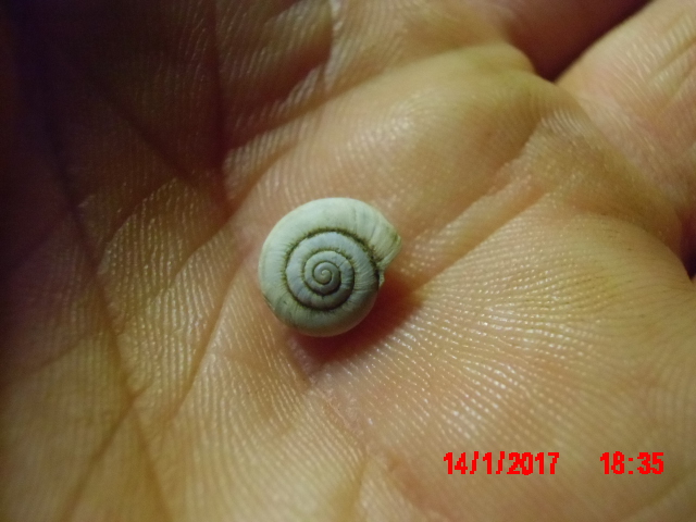 Fossil snail pleistocene - Fossil ID - The Fossil Forum
