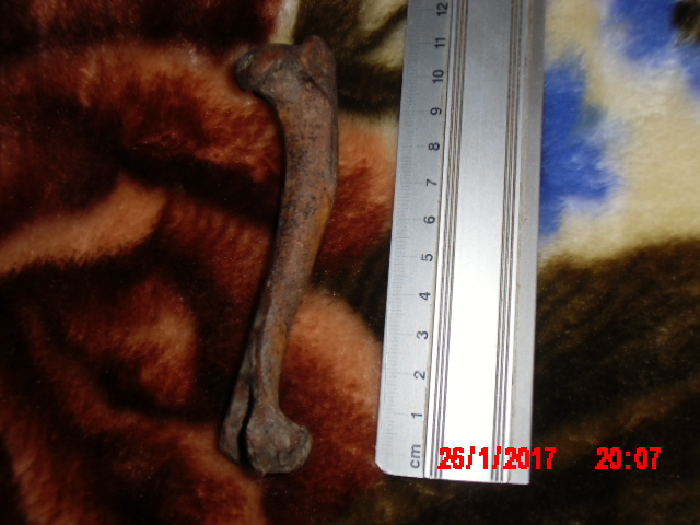 dog bone? - Fossil ID - The Fossil Forum