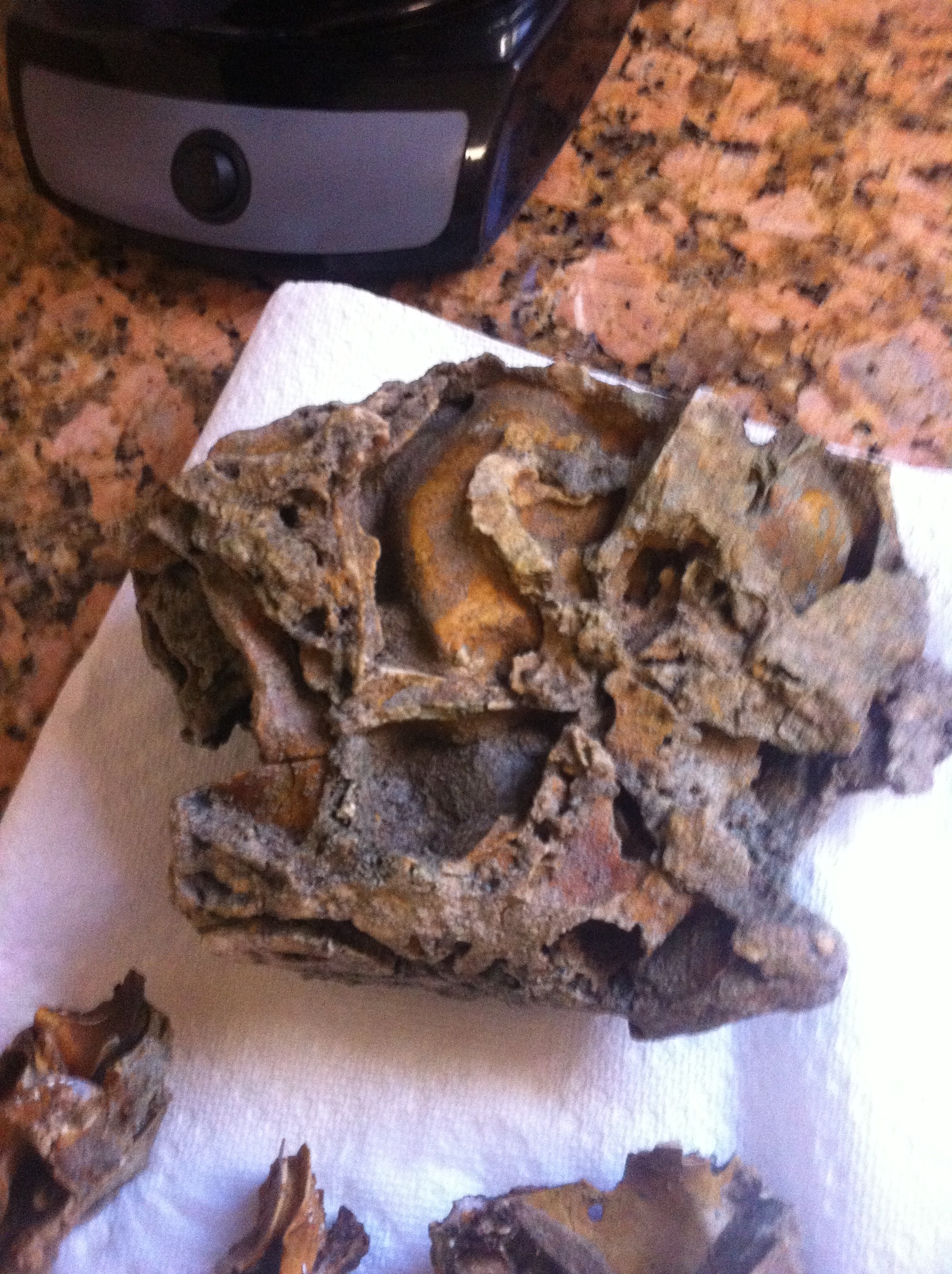 Ozarks Fossil Find - Fossil ID - The Fossil Forum