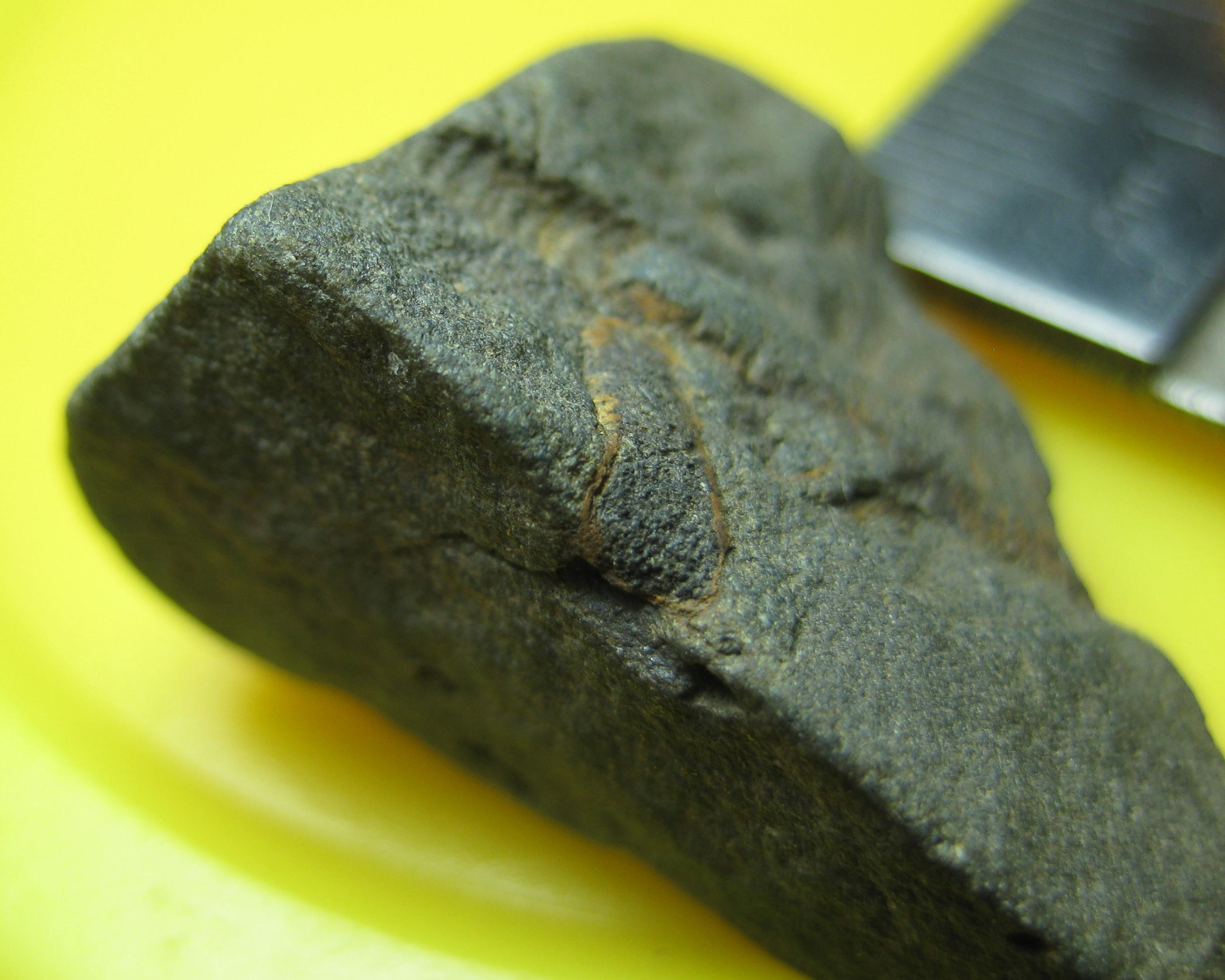 Blastoid stem ? - Fossil ID - The Fossil Forum