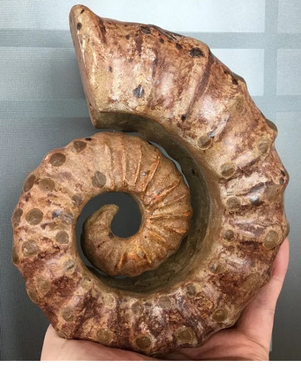 Fake ammonite ? - Is It Real? How to Recognize Fossil Fabrications ...