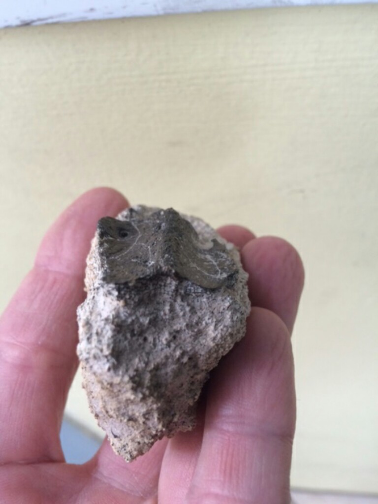 Bone valley find help on ID - Fossil ID - The Fossil Forum