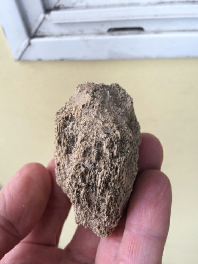 Bone valley find help on ID - Fossil ID - The Fossil Forum