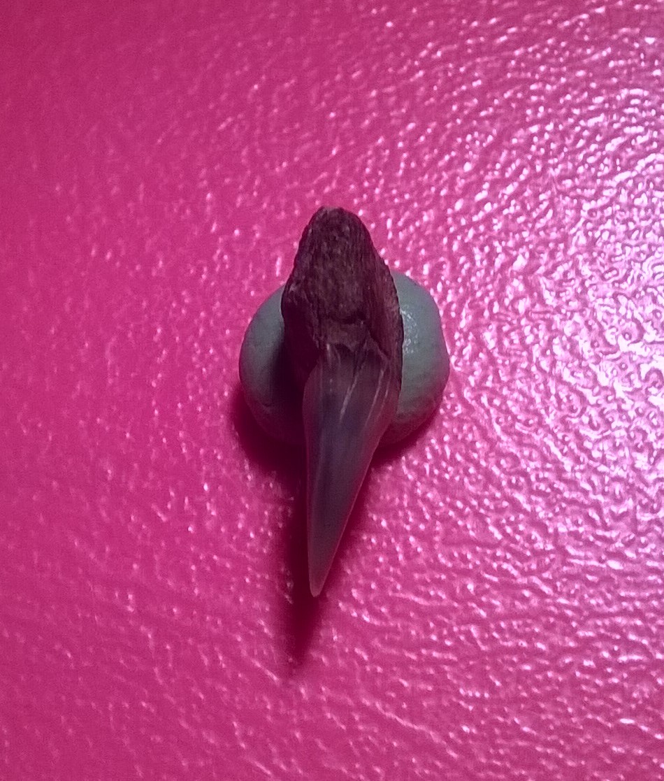 Lower symphyseal hemi? - Fossil ID - The Fossil Forum