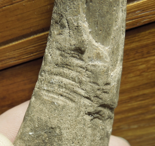 Dugong rib predation marks? - Questions & Answers - The Fossil Forum