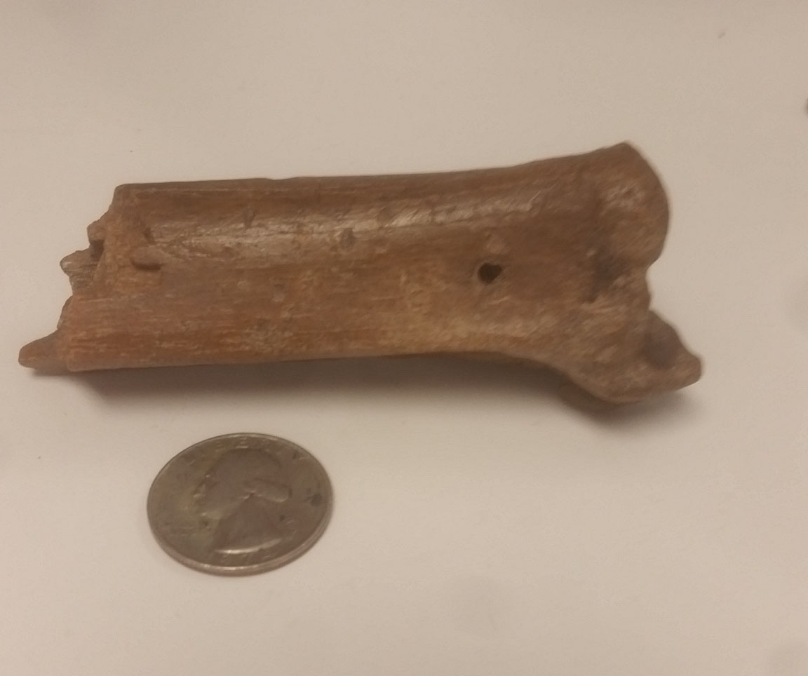 Leg Bone ID - Fossil ID - The Fossil Forum