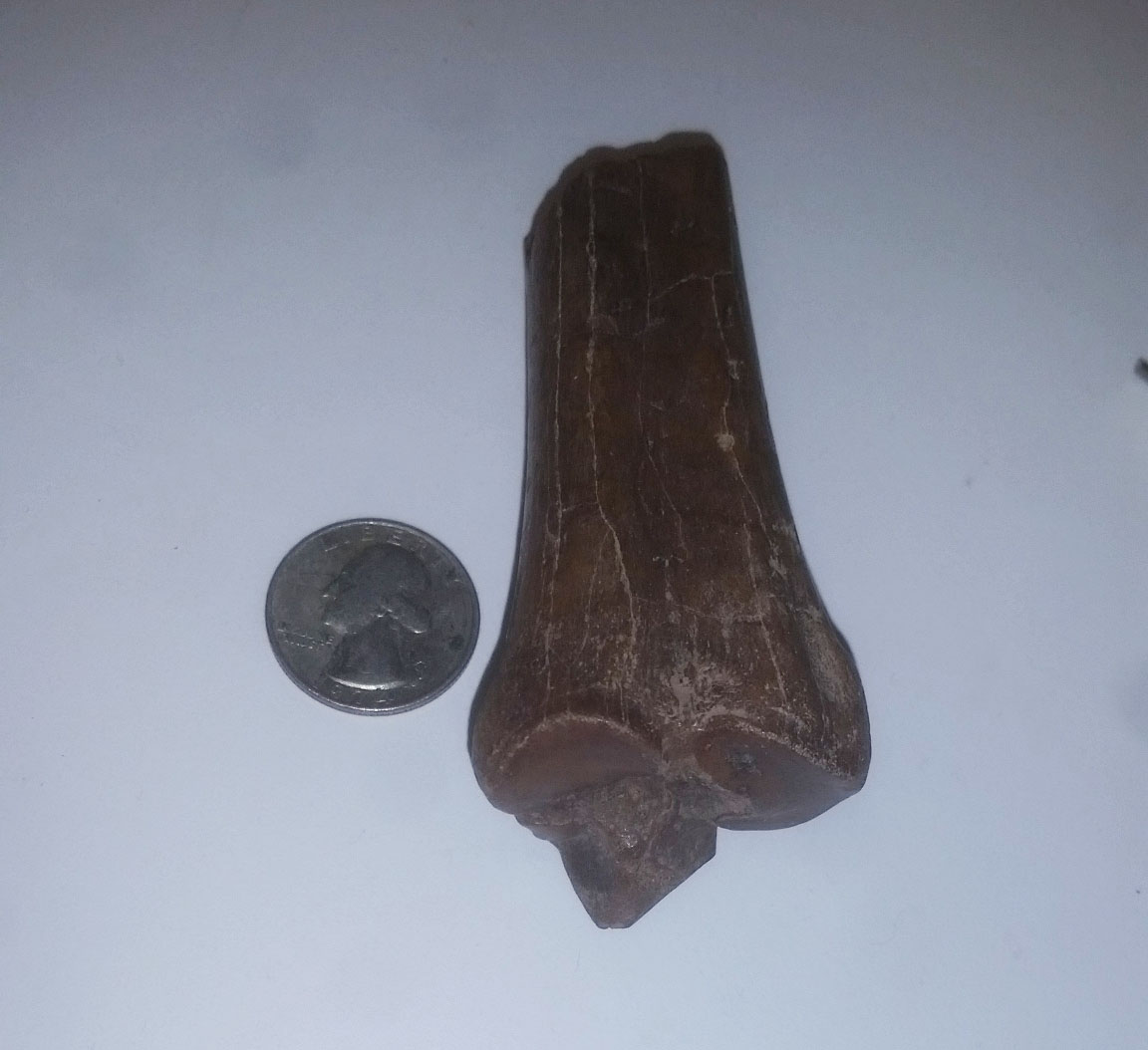 Leg Bone ID - Fossil ID - The Fossil Forum