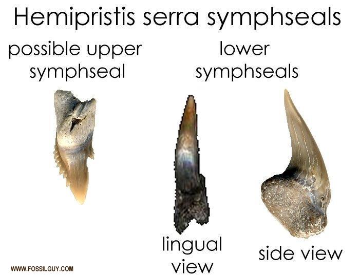 Lower symphyseal hemi? - Fossil ID - The Fossil Forum