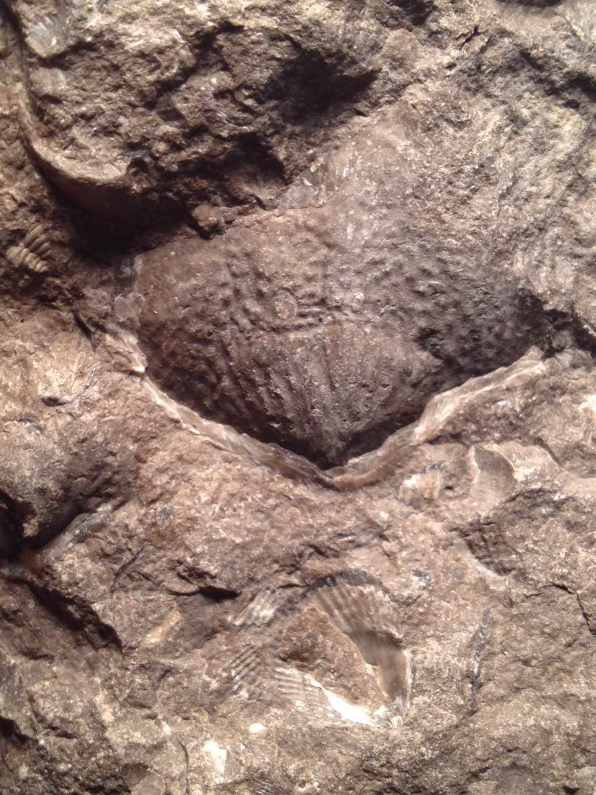 Michigan beach find..... Nice find? - Fossil ID - The Fossil Forum