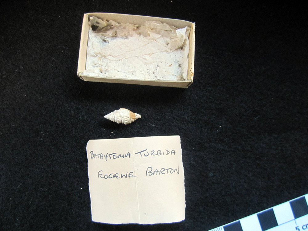 Bathytomia Turbida with original match box and label.jpg - Member ...