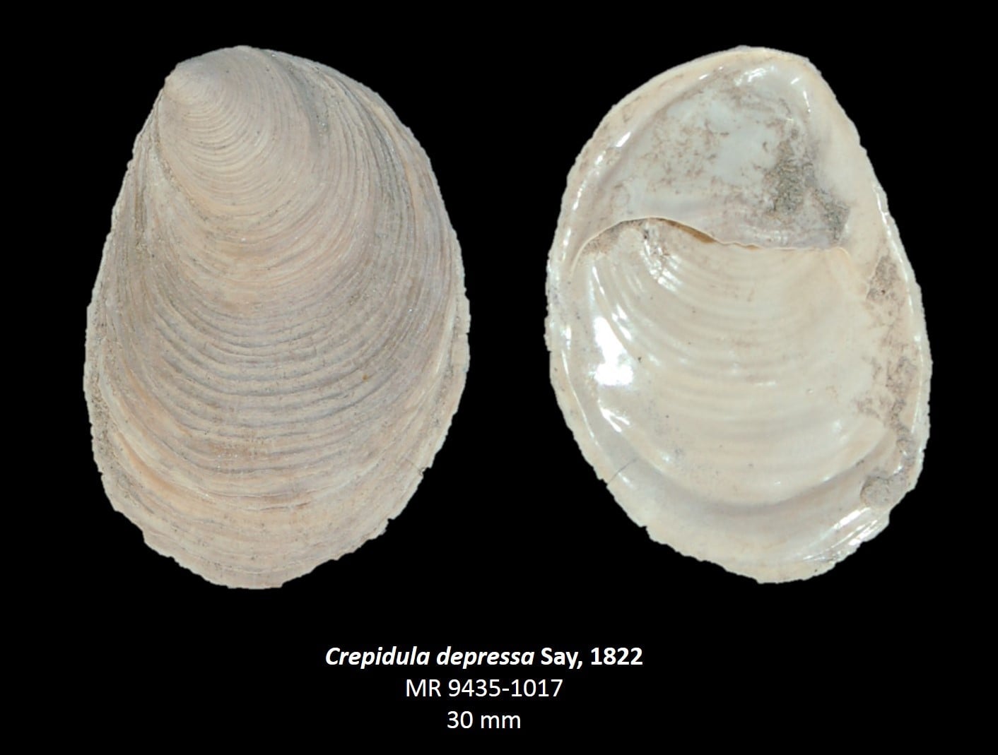 Crepidula depressa - Gastropods - The Fossil Forum