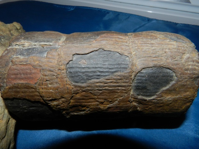 Calamite - Member Collections - The Fossil Forum