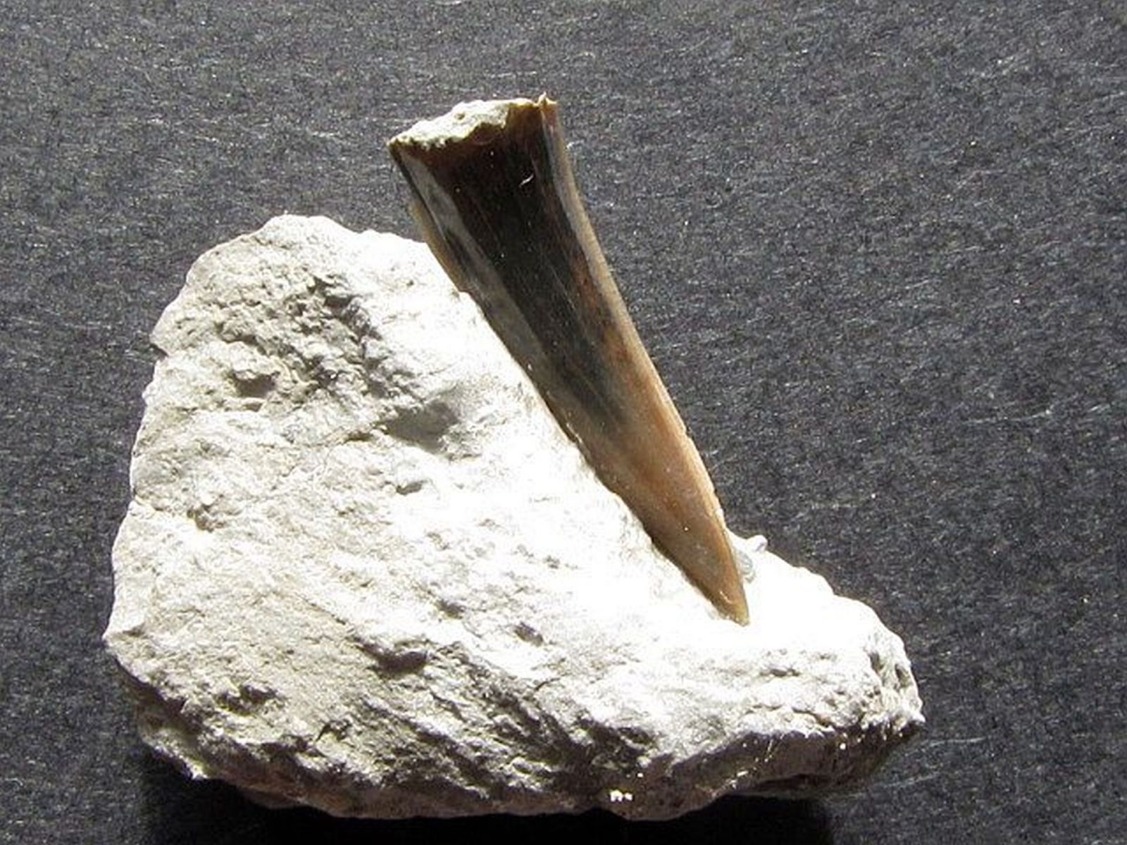 Sphenodus longidens (Agassiz 1843) - Member Collections - The Fossil Forum
