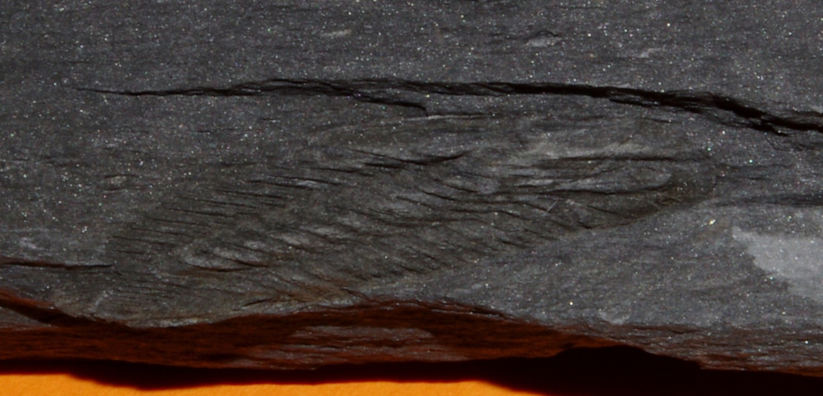 Indet trilobite from La Dominelais - Member Collections - The Fossil Forum