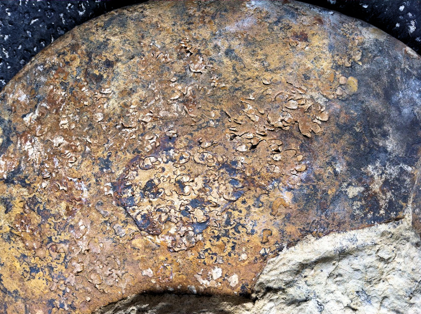 Ammonite Sphenodiscus ? - Fossil ID - The Fossil Forum