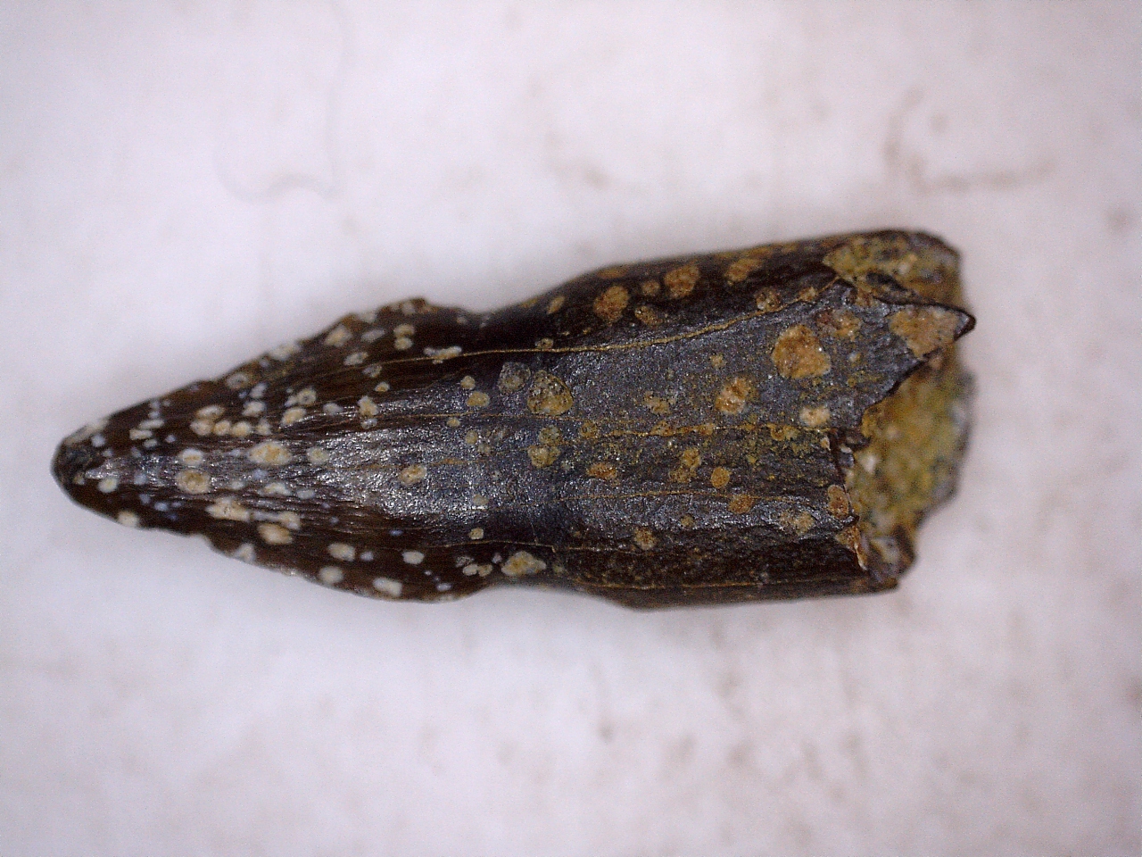 Thescelosaurus? Parksosaurus? - Fossil ID - The Fossil Forum