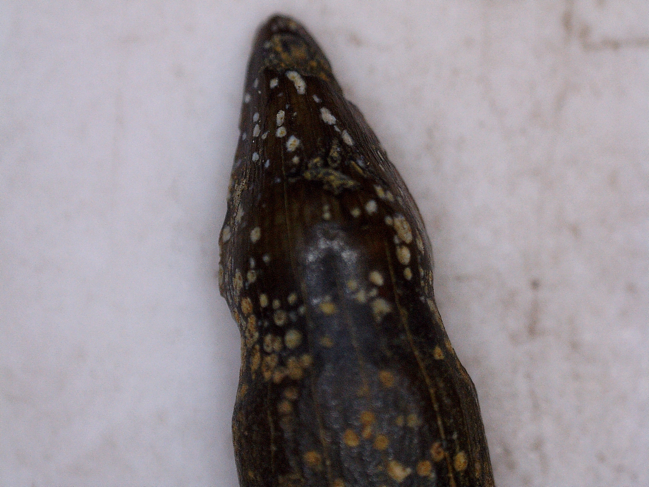 Thescelosaurus? Parksosaurus? - Fossil ID - The Fossil Forum