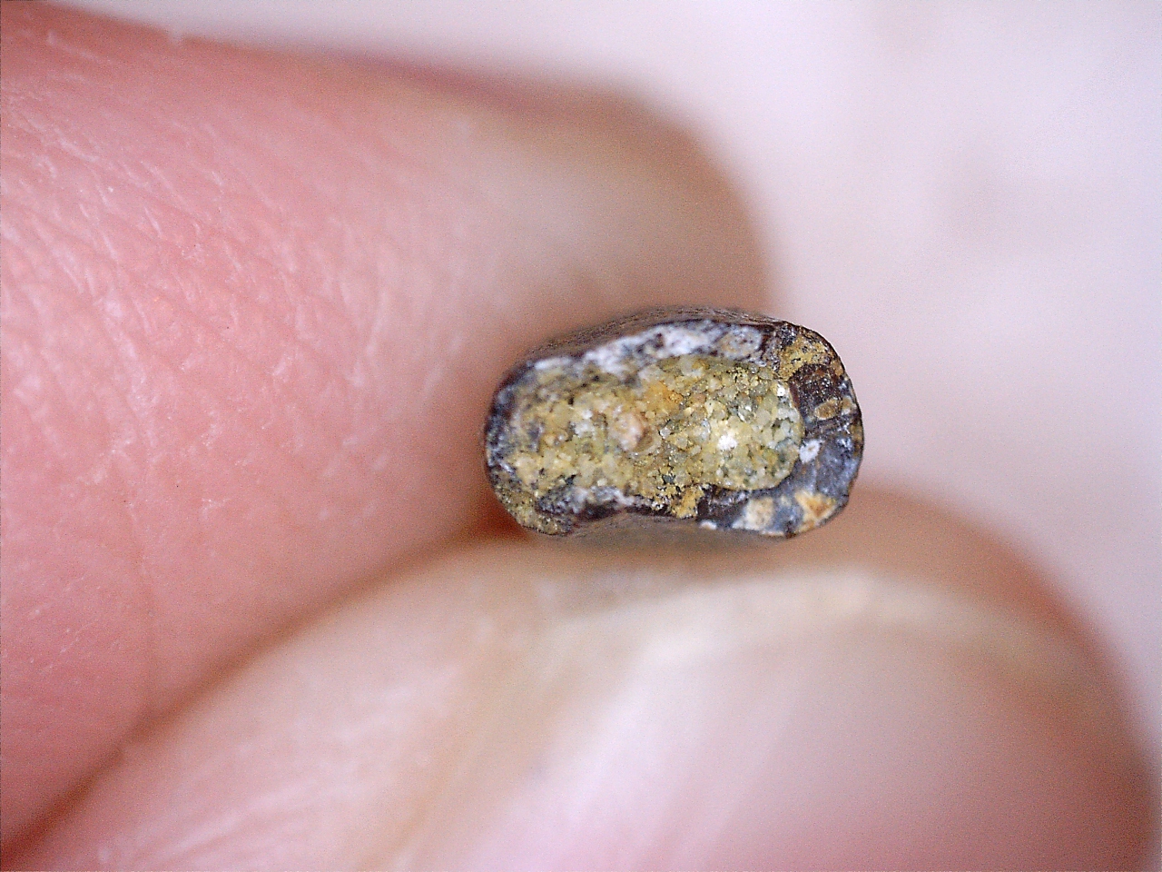 Thescelosaurus? Parksosaurus? - Fossil ID - The Fossil Forum
