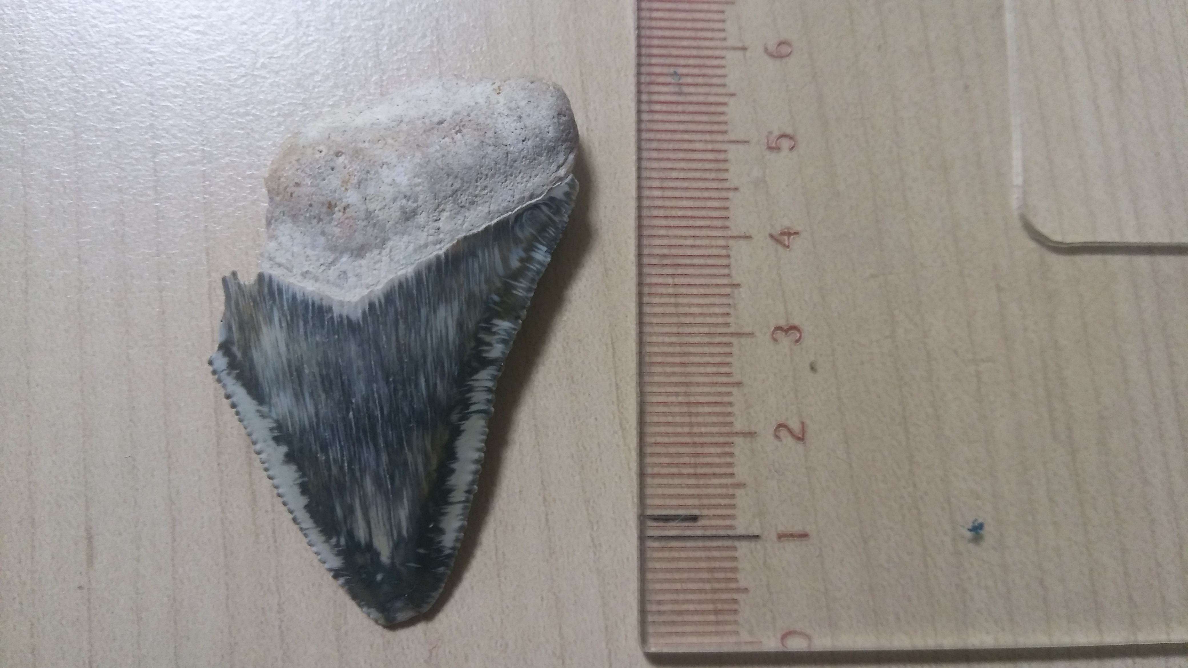 Colorful meg from bone valley - Member Collections - The Fossil Forum